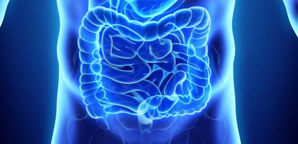 Aufgaben des Dünndarms