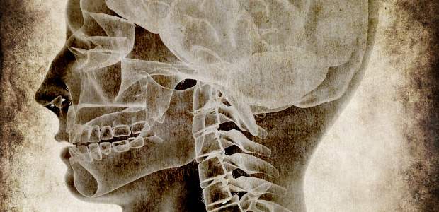 Anatomie Lexikon
