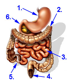 Therapie von Darmkrebs