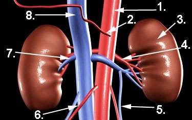 Erkrankungen der Niere (Innere Medizin)