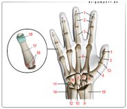 Erkrankungen der Hand