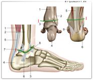 Erkrankungen des Fusses
