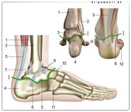 Erkrankungen des Fusses