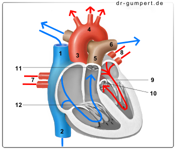 Herz-Kreislaufsystem