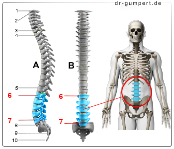 was heist LWK 4, L5, S2 an der Lendenwirbelsäule (wirbelsäule ...